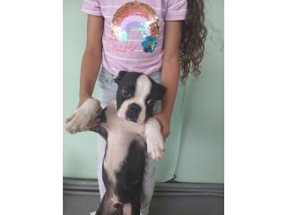 Boston terrier Puerto Rico