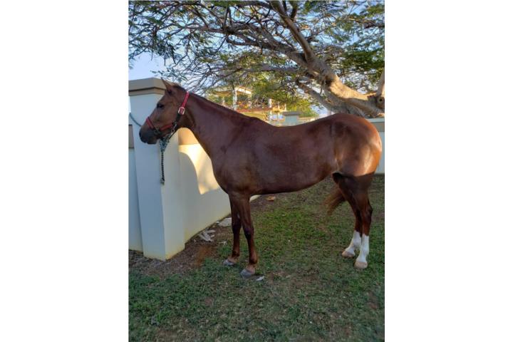 Yegua mansa en venta Puerto Rico