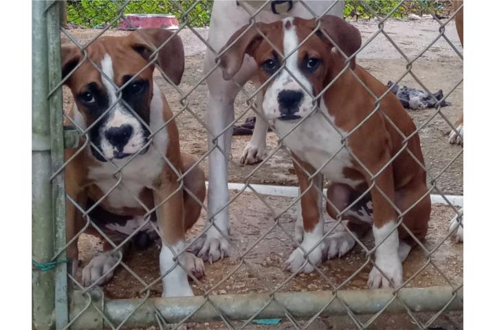 Perro Boxer Puerto Rico