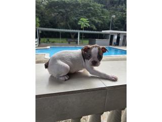 Boston terrier Puerto Rico