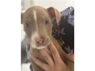 Pitbull $150 Puerto Rico