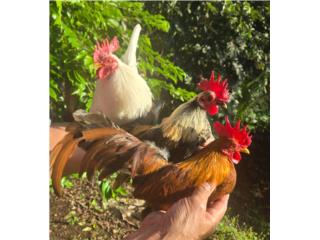 Gallitos kikiriki Puerto Rico