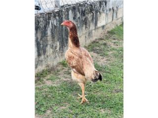 Gallina malaya Puerto Rico