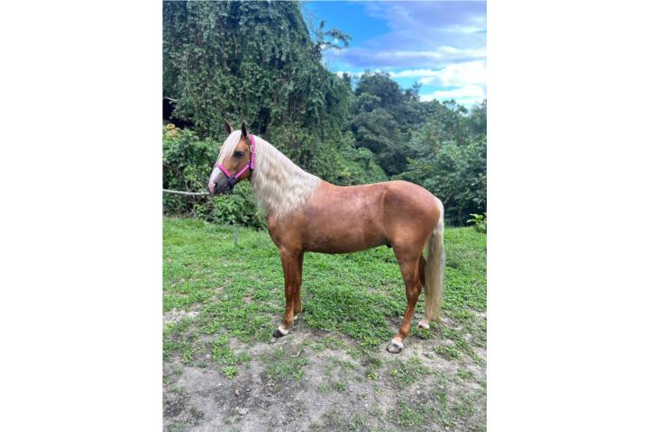 Precioso canario Puerto Rico