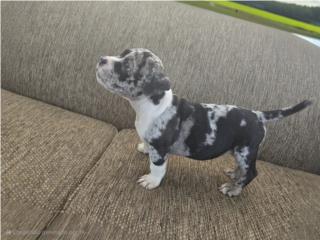 American Bully Puerto Rico