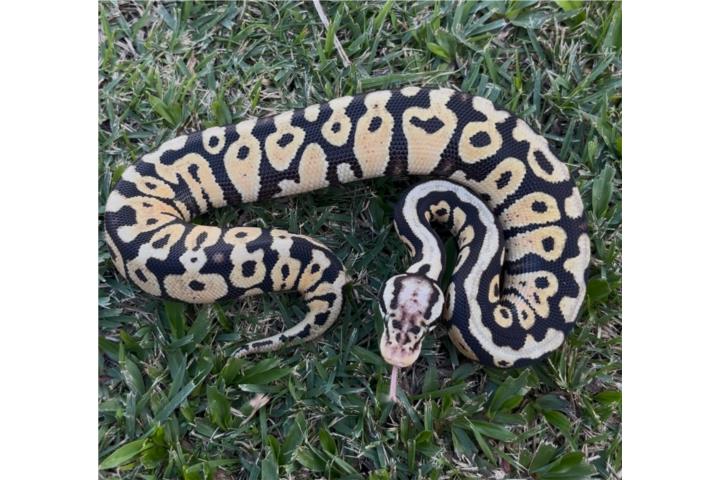 Serpientes ball python Puerto Rico