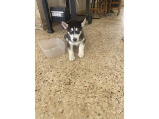 Huskies siberianos Puerto Rico