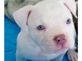 Pitbull blue white puros Puerto Rico