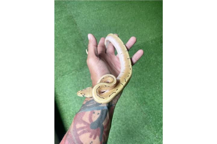 Ball Python Puerto Rico