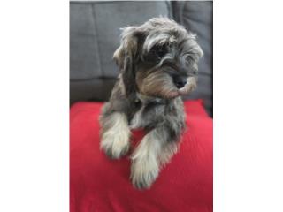Schnauzer Hembra Puerto Rico