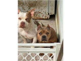 American Bully paintball blood line Puerto Rico