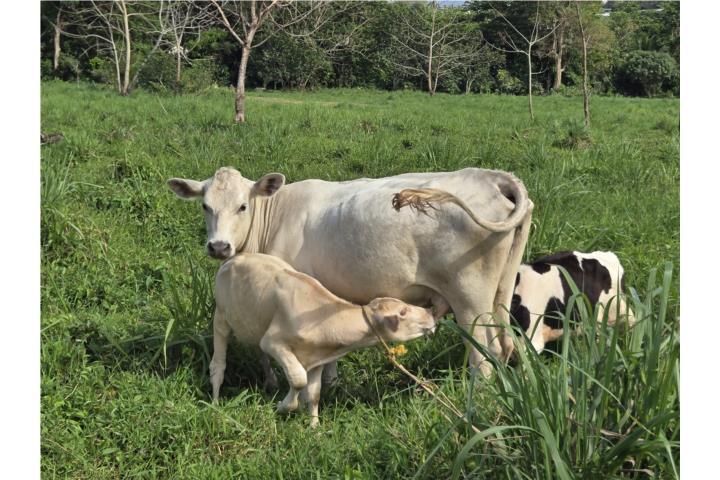 Vaca con 2 Becerros macho Puerto Rico