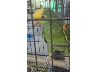 Doble yellow Puerto Rico