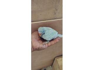 Ringneck arlequín violeta turquesa Puerto Rico