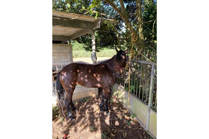 Ventas lote caballos Puerto Rico