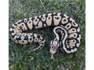 Serpiente ball python Puerto Rico