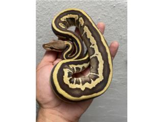 Ball Python Leopard Movaje Y.B. 0.1(hembra) Puerto Rico
