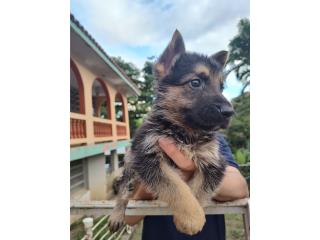Germán Shepherd Puerto Rico