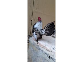 Finos, de buena línea y casta gallitos kiris Puerto Rico