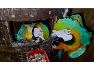 Pareja de Guacamayos Gold & Blue Puerto Rico
