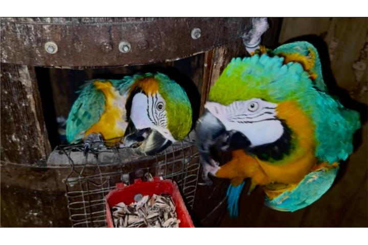 Pareja de Guacamayos Gold & Blue Puerto Rico