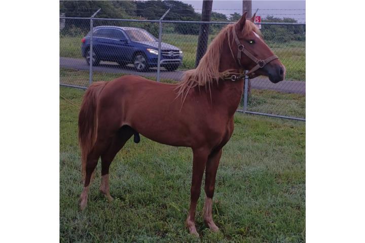 Precioso caballo alazano Puerto Rico