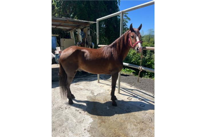 Caballo alazano Puerto Rico