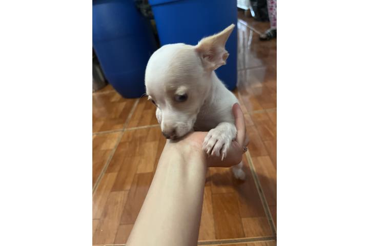 Chihuahua hembra deer head Puerto Rico