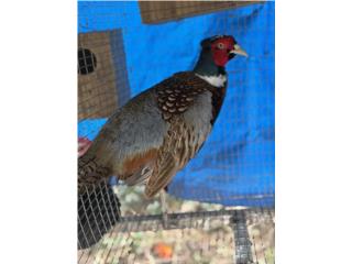 Faisán macho Puerto Rico