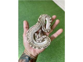 Hermosa Ball Python Puerto Rico