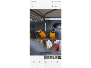 Pareja de guacamayos azules Puerto Rico