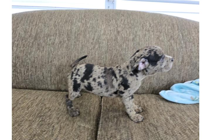 American Bully Puerto Rico