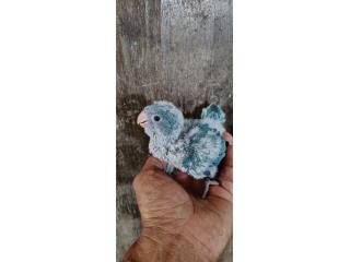 Quaker BB Azul Puerto Rico