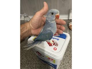 Ringneck violeta turquesa cleartail Puerto Rico