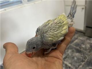 Ringneck arlequín violeta turquesa Puerto Rico