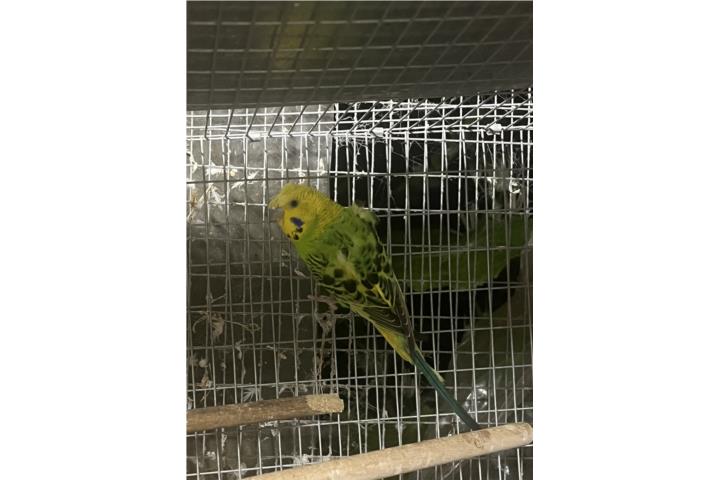Lote 4 lovebird y 7 pericos Puerto Rico
