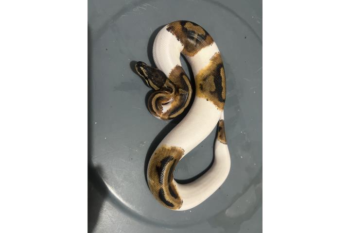 Ball python Pied Puerto Rico