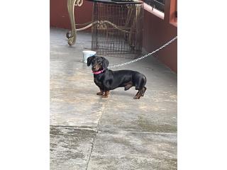 Hermoso salchicha en adopción Puerto Rico