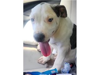 Pitbull macho Blue 3 meses Puerto Rico