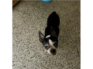 Se regala hermosa perrita Boston Terrier Puerto Rico