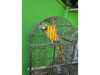GUACAMAYO MACHO Puerto Rico