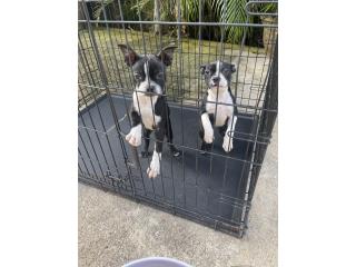 Boston Terrier Puerto Rico