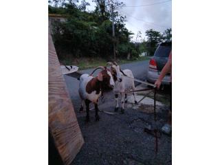 Cabra boar Puerto Rico