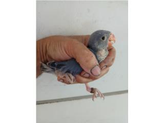 Ringneck Violeta no ADN Puerto Rico