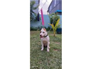 Se regala perrito pitbull Puerto Rico