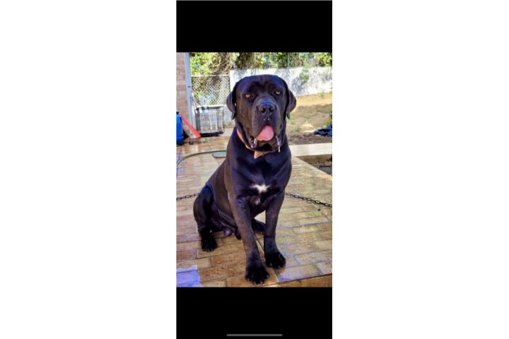 Cane Corso puppy hembra Puerto Rico