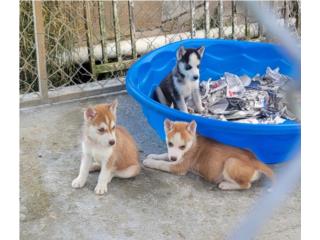 Siberian Husky Puerto Rico