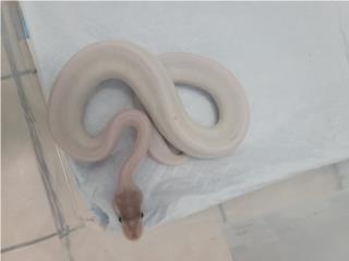 Serpiente ball python Puerto Rico