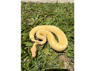 Ball Python Triple Gen Puerto Rico