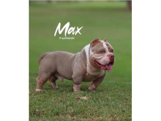 American Bully padrote Puerto Rico